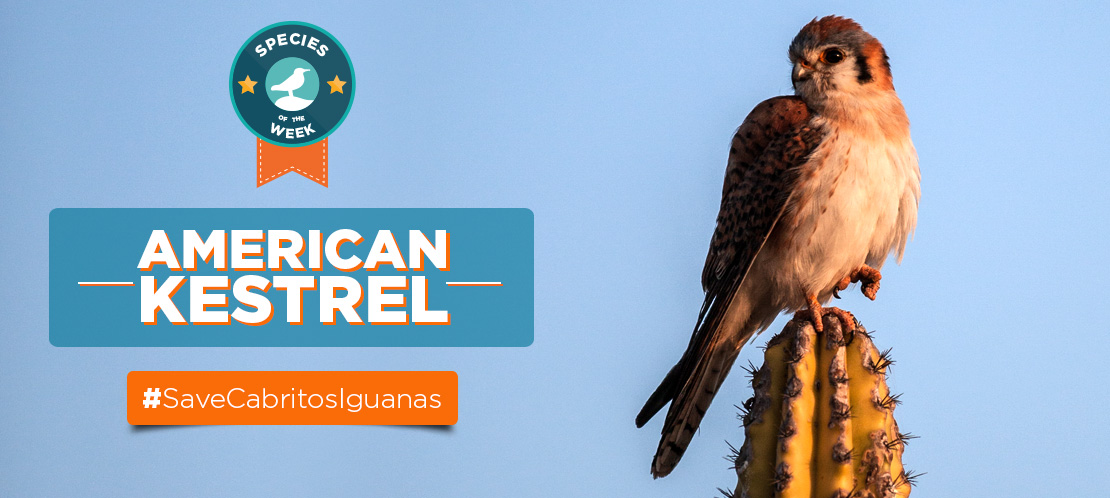 Island Conservation The American Kestrel - Island Conservation
