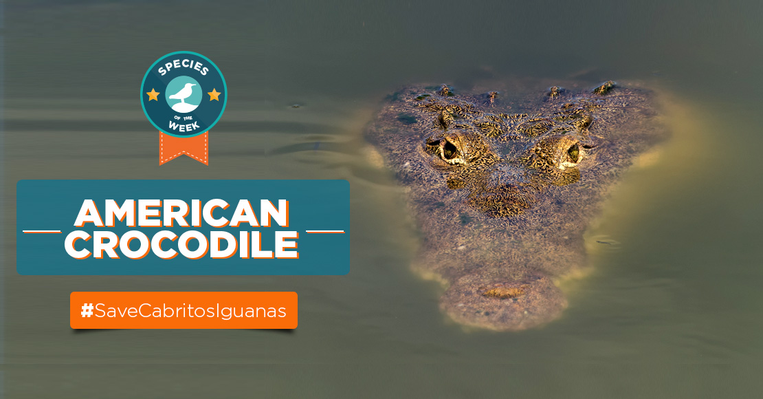 Island Conservation Get to Know the REAL Wild Things: The American ...
