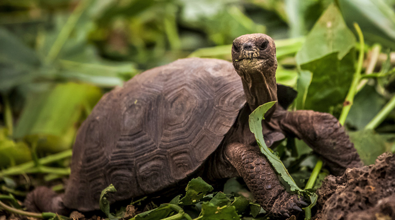 Island Conservation Saving Australia’s Imperiled Island Wildlife from ...