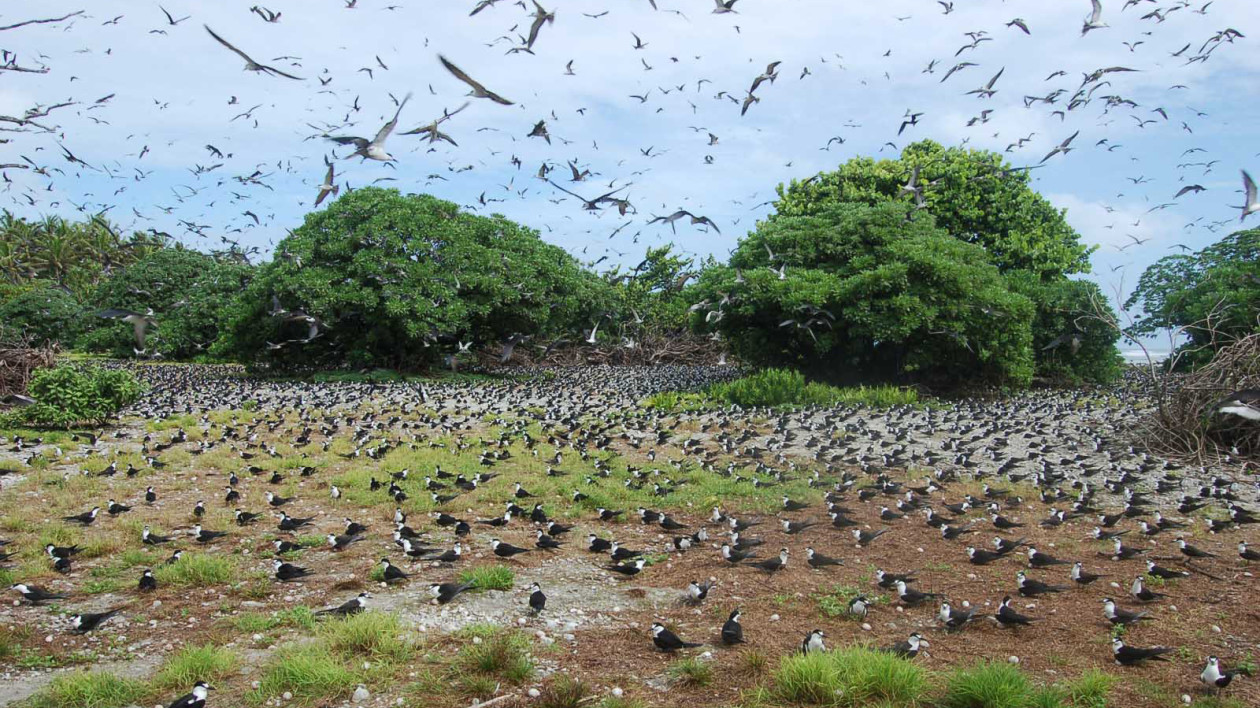 Island Conservation Recovery: The Miracle on Palmyra - Island Conservation