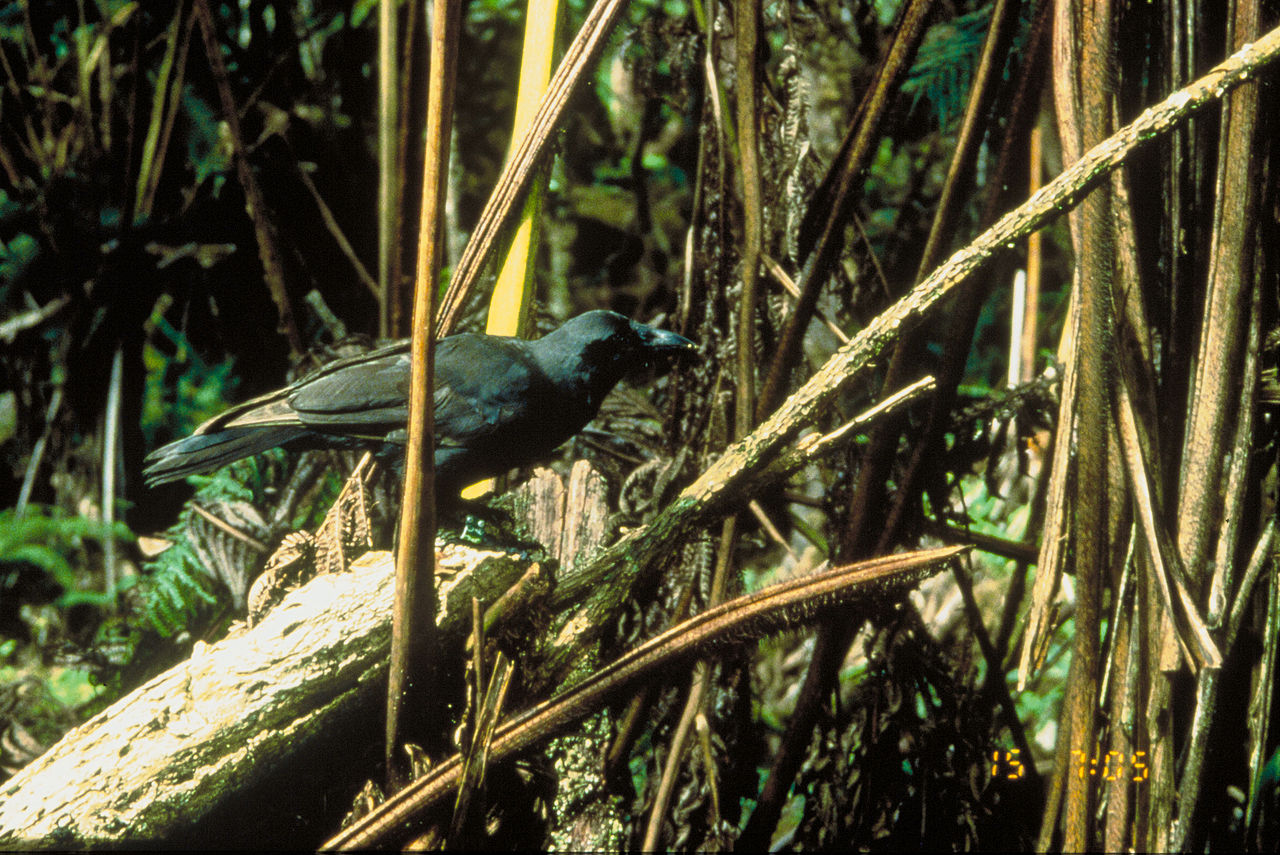 Island Conservation Rare Hawaiian Crow's Genome Sequenced - Island ...
