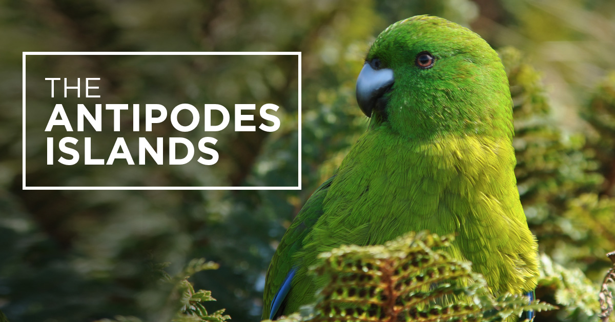 Island Conservation What are the Antipodes Islands really like ...