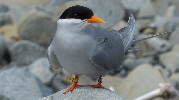 Island Conservation Endangered Seabirds Receive Protection from ...