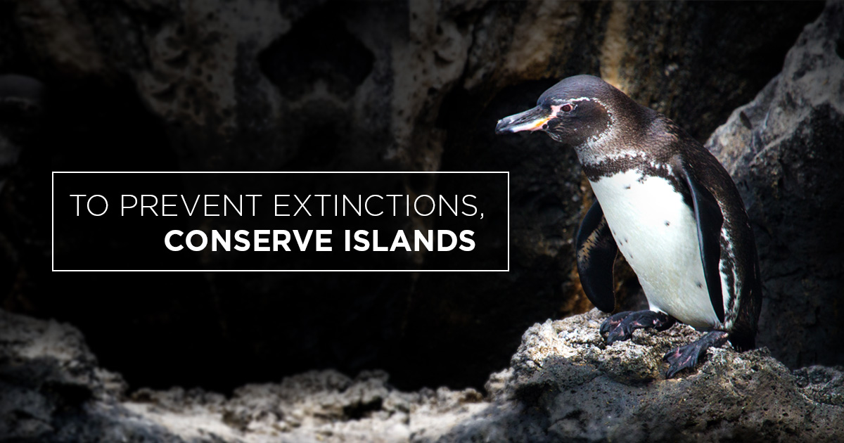 Island Conservation Most Island Species Facing Extinction Can Be Saved ...
