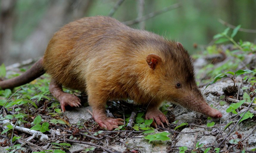 Island Conservation Can this Rare, Venomous, Impossibly Resilient Island Mammal Survive the ...