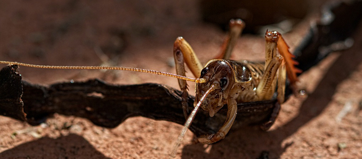 Island Conservation New Zealand Wētā: Endemic, Diverse, Endangered ...