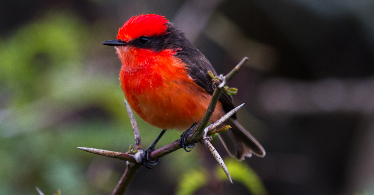 Island Conservation The Loss of the San Cristóbal Vermilion Flycatcher ...
