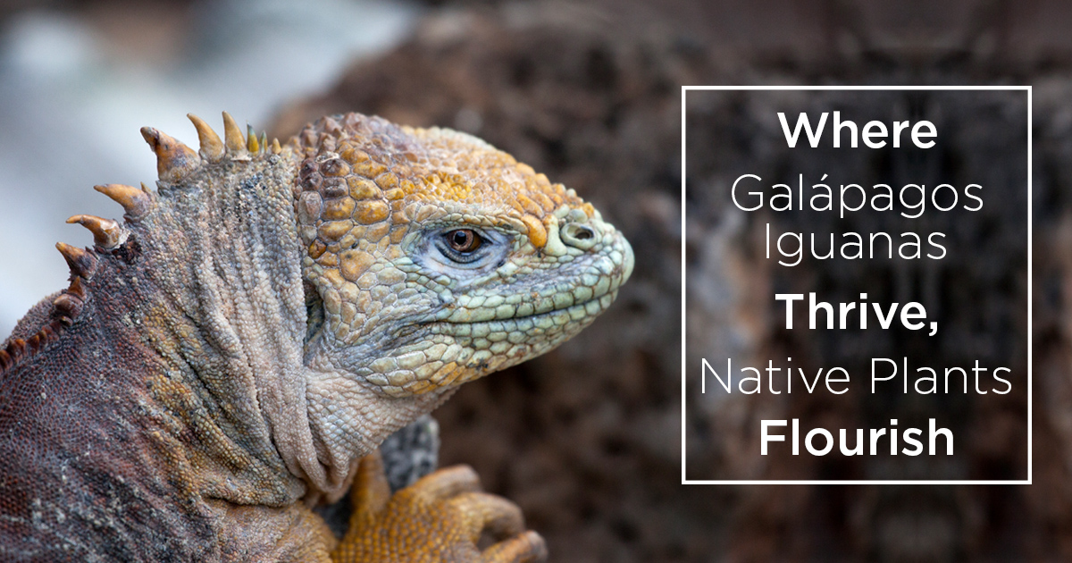 Island Conservation Iguana Feces Support Biodiversity - Island Conservation