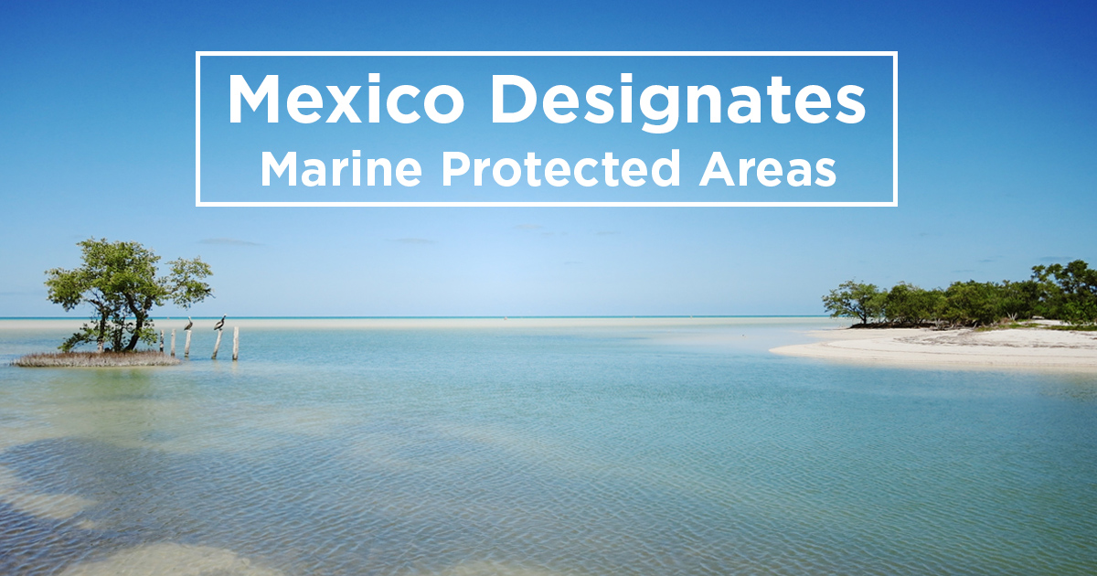Island Conservation Mexico Announces Four New Marine Protected Areas ...