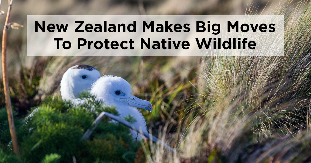 Island Conservation New Zealand Takes World Leadership Role To Reduce ...