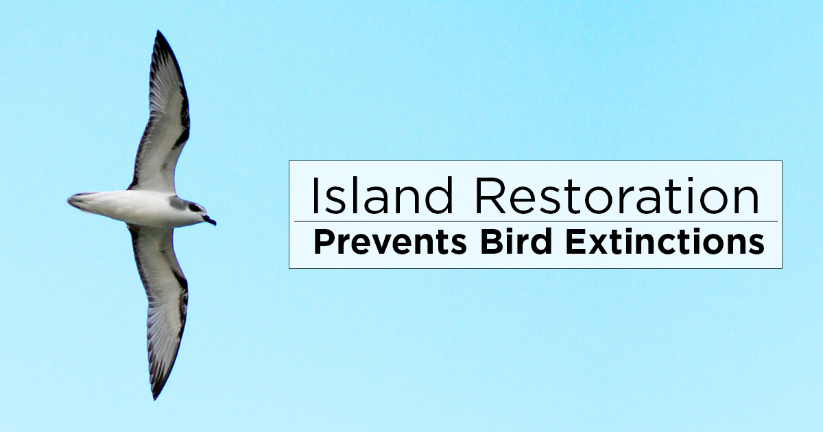 Island Conservation These Island Endemic Birds are Thriving Thanks to ...