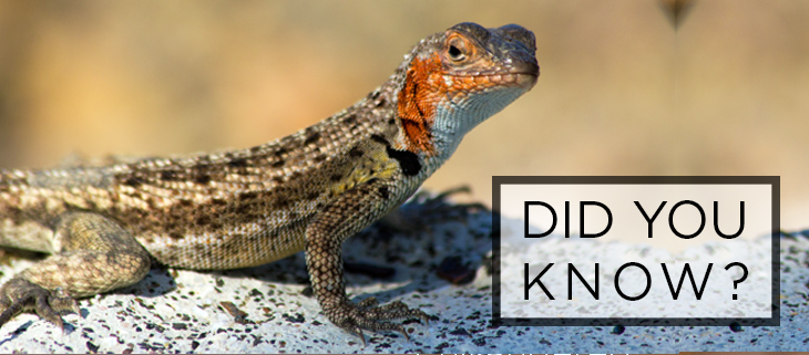 Island Conservation Fascinating Facts About Five Island Lizards ...
