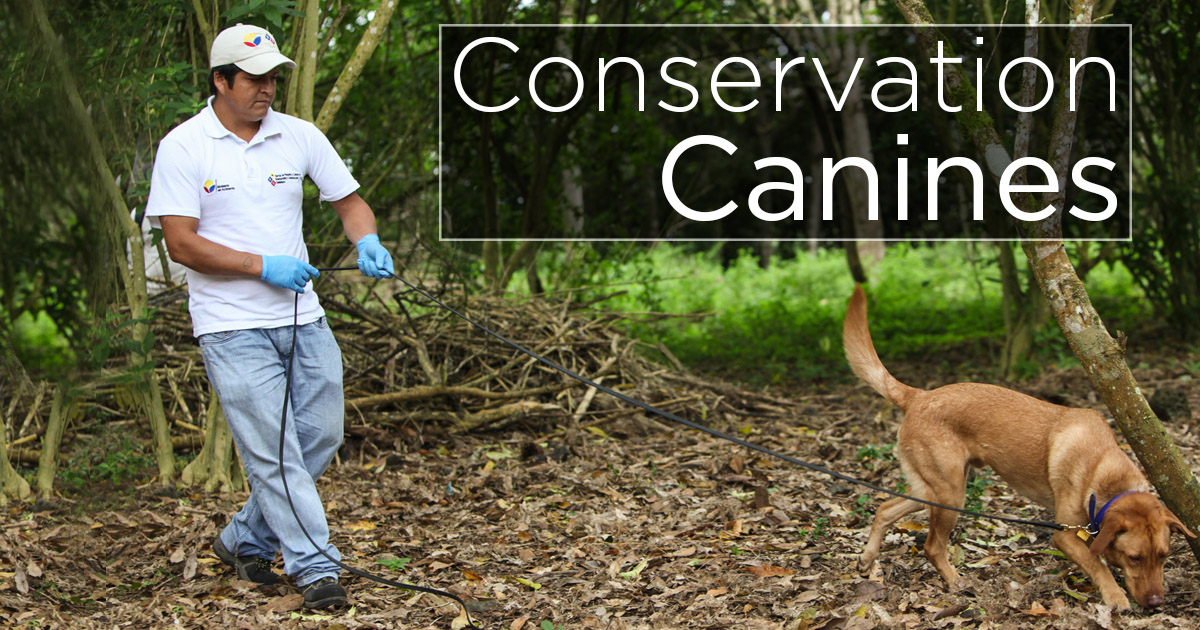 Island Conservation Detection Dogs Aid Conservation - Island Conservation