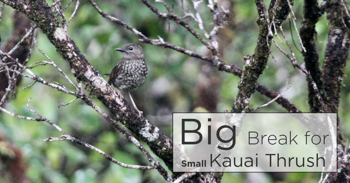Island Conservation Conservation Becomes Clear for Small Kauai Thrush ...