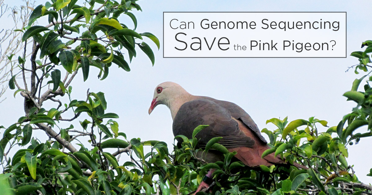Island Conservation Could Genome Sequencing Save Mauritius' Pink Pigeon ...