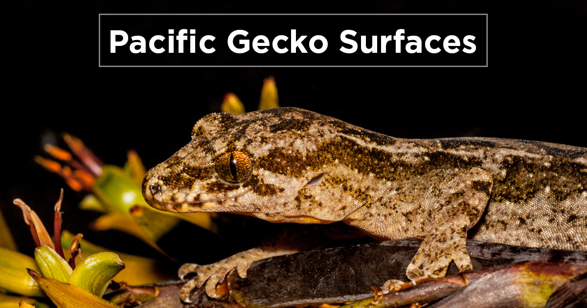 Island Conservation Pacific Gecko Signals Hope for Moturua Island ...