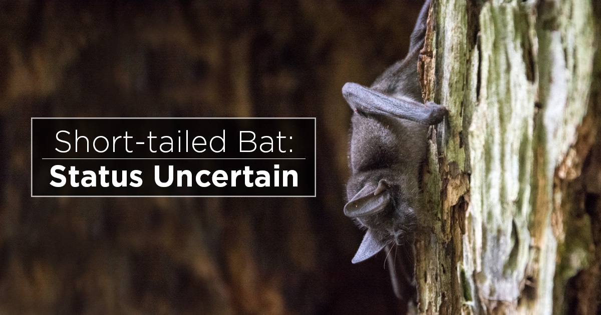 Island Conservation Where is Wellington's Short-tailed Bat? - Island ...