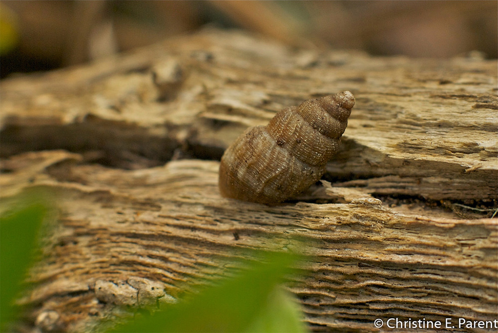 The Search for "Extinct" Species - Island Conservation