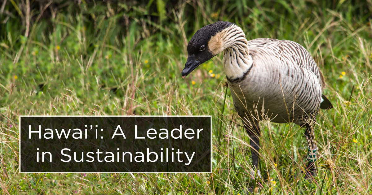 Island Conservation Aloha+ Challenge: The Sustainable Hawai'i ...