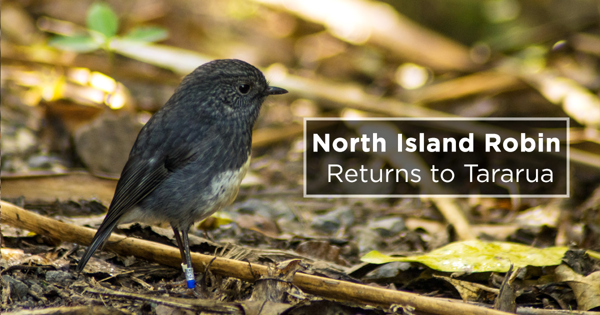 Island Conservation North Island Robin Returns to Tararua - Island ...