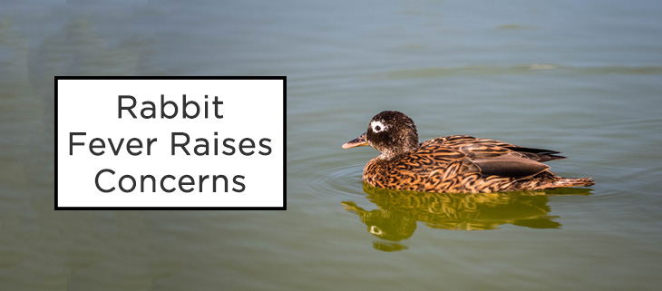 Island Conservation Prevent Rabbit Fever to Save Native Species ...