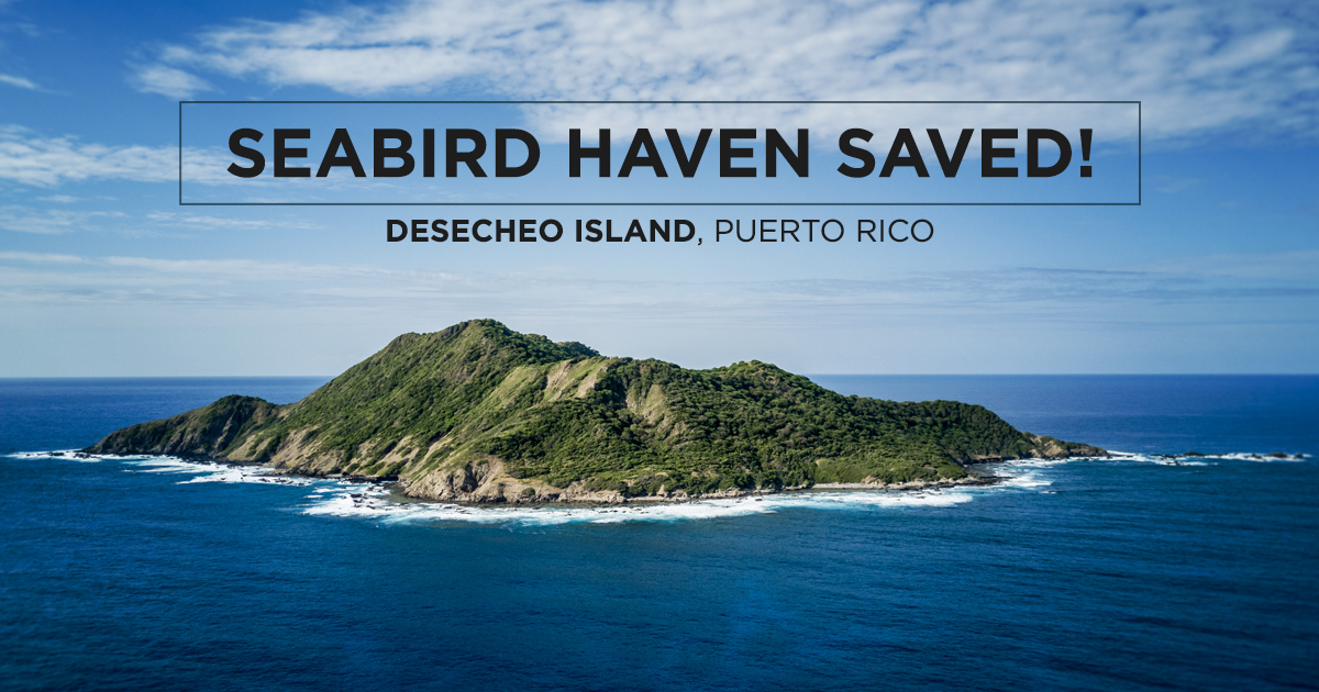 Island Conservation After Nearly a Century, Desecheo Wildlife can ...