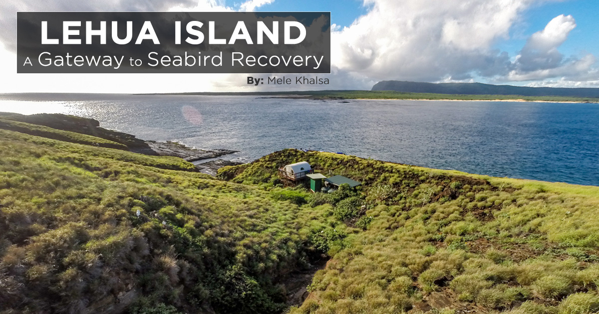 Island Conservation Lehua Island: A Gateway to Hawaiian Seabird ...