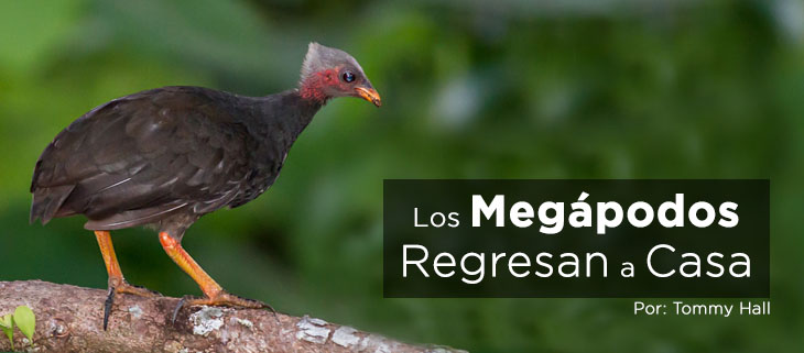 Island Conservation La Restauración Permite que los Megápodos Regresen ...