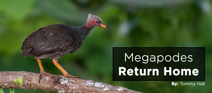 Island Conservation Restoration Allows Megapodes to Return Home ...