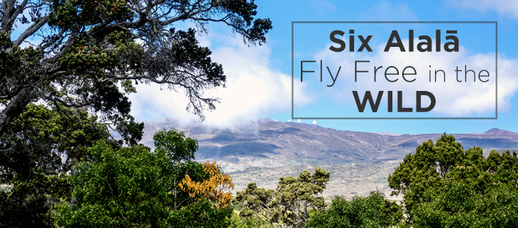 Island Conservation Fingers Crossed for Second Hawaiian Crow Release ...