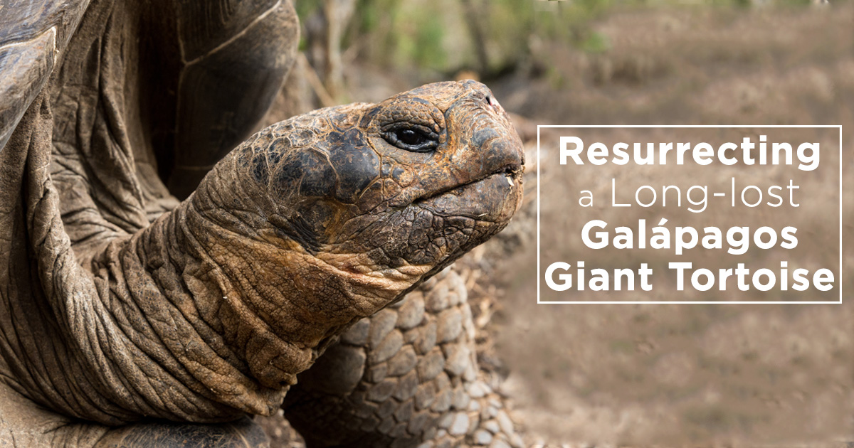 Island Conservation Resurrecting a Long-lost Galápagos Giant Tortoise ...