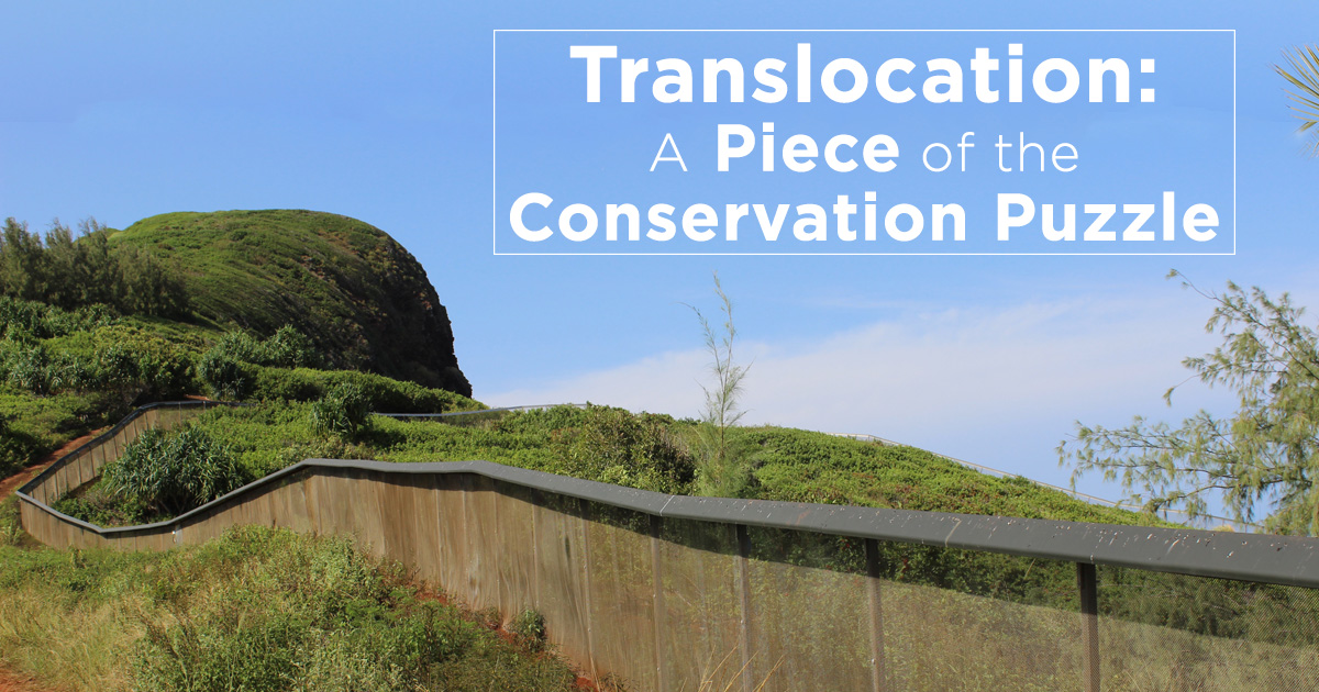 Island Conservation Translocation: A Piece of the Conservation Puzzle ...