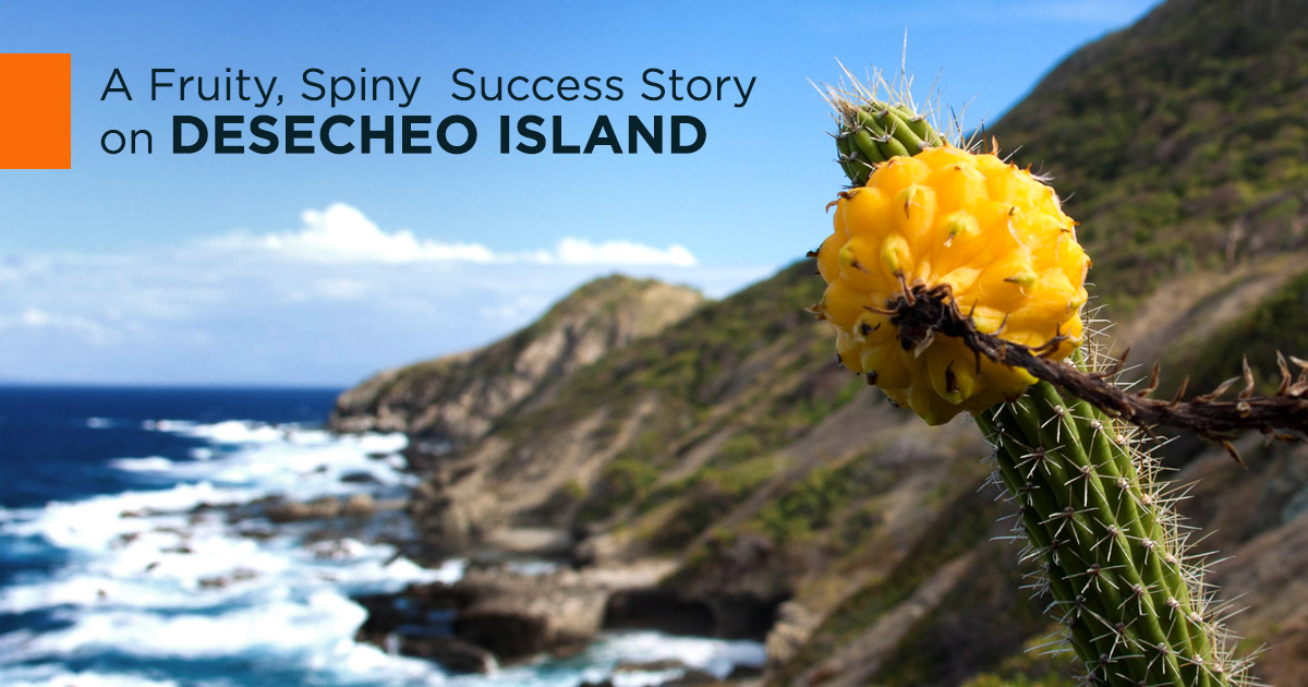 Island Conservation The Threatened Higo Chumbo Cactus Resurges on ...