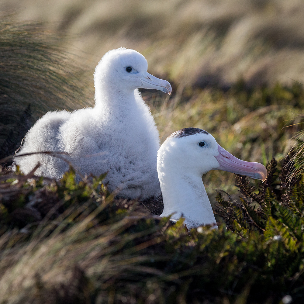 Island Conservation Giving Tuesday Special: Why I'm Working to Protect ...