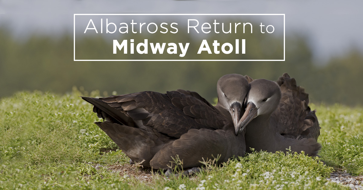 Island Conservation It's Most Wonderful Time of the Year: Albatross ...
