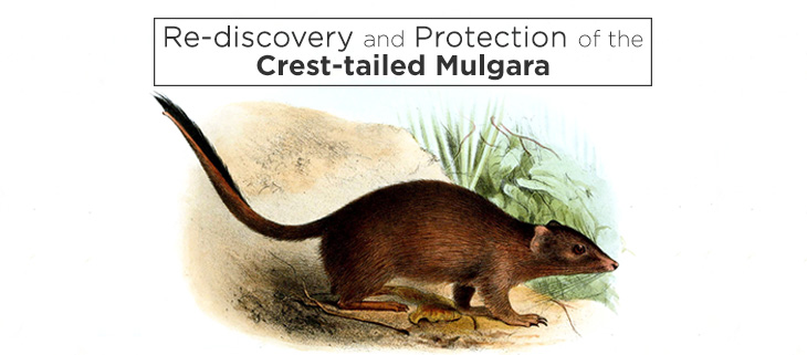 Island Conservation Re-discovery and Protection of the Crest-tailed ...