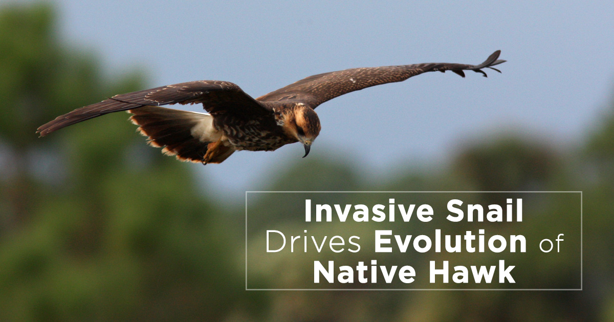 Island Conservation Bigger Beaks and the Island Apple Snail - Island ...