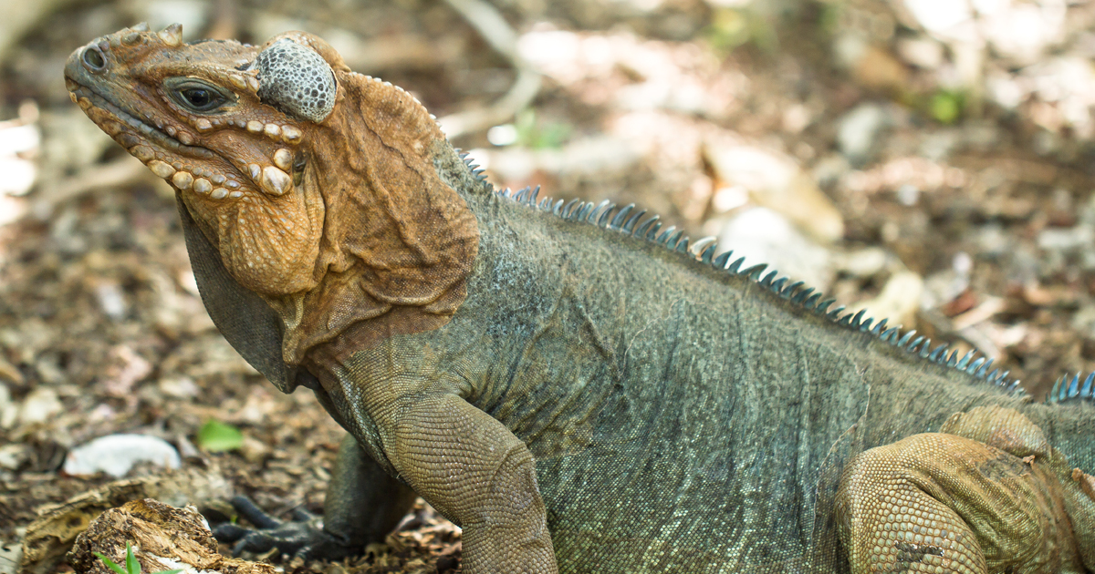 Iguana De Mona Puerto Rico