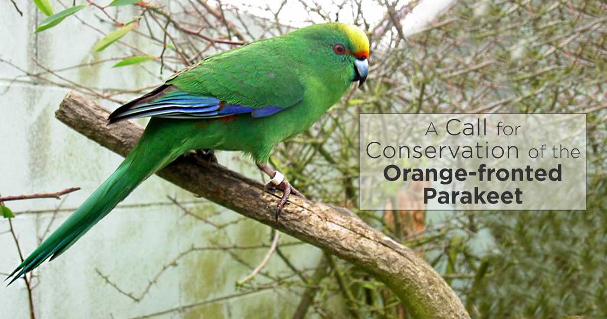 Island Conservation Little-known Orange-fronted Parakeet Nearing ...