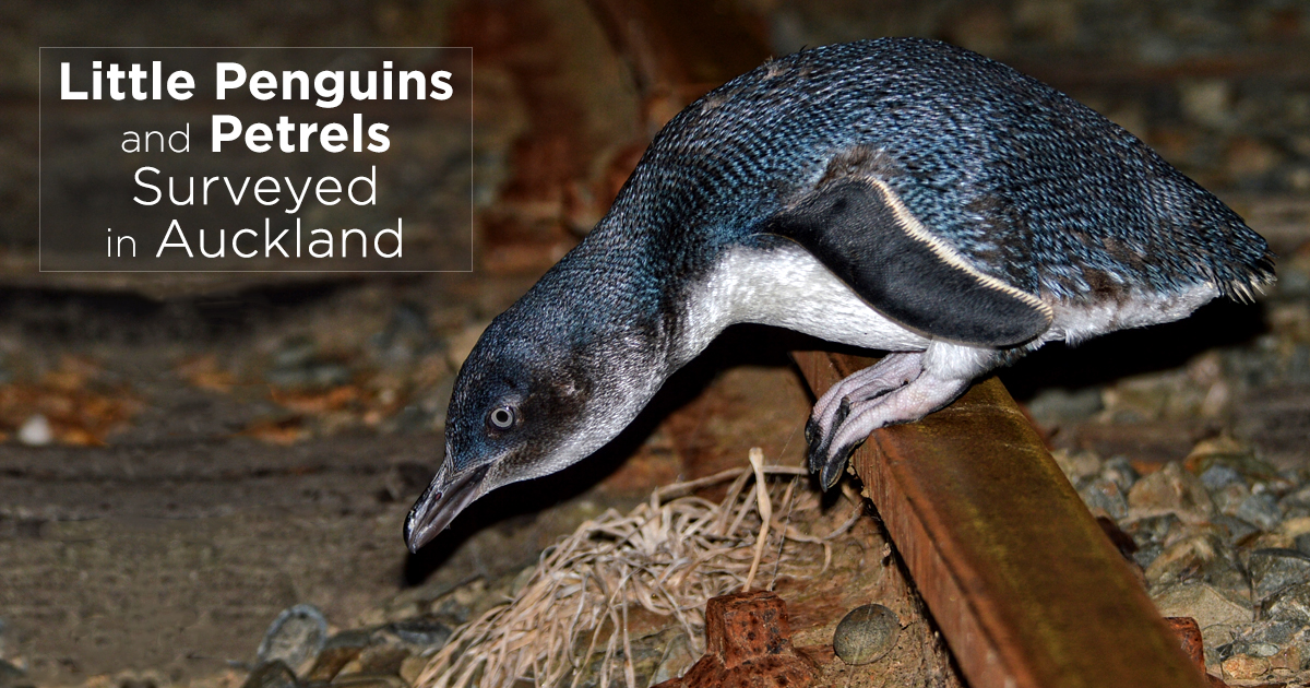 Island Conservation Little Penguins and Petrels Surveyed in Auckland ...
