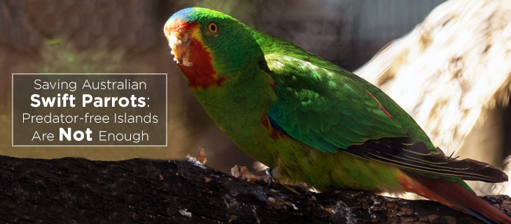 Island Conservation Predator-free Islands not Enough for Swift Parrot ...