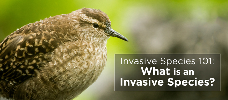 Island Conservation Invasive Species 101: What is an Invasive Species ...