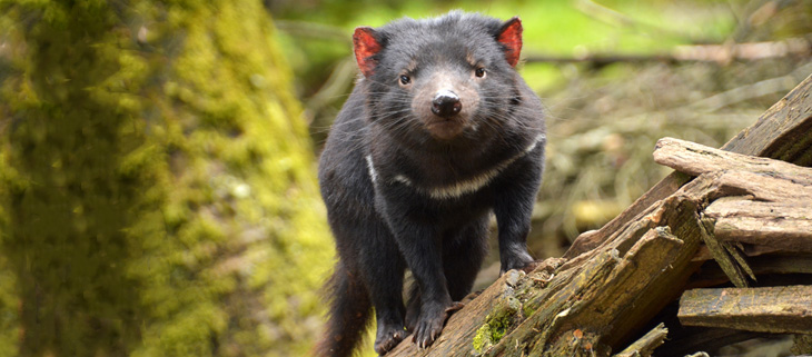 Island Conservation Animal Conservation: The Species That Are Bouncing ...