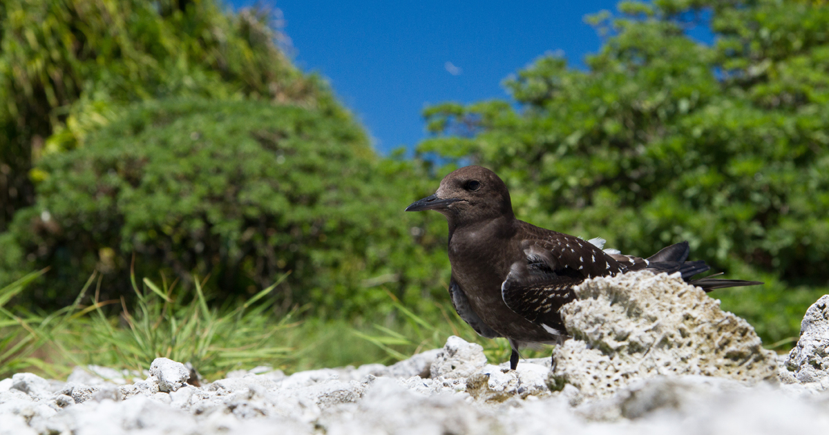 Island Conservation Managing Invasive Species Around the World ...