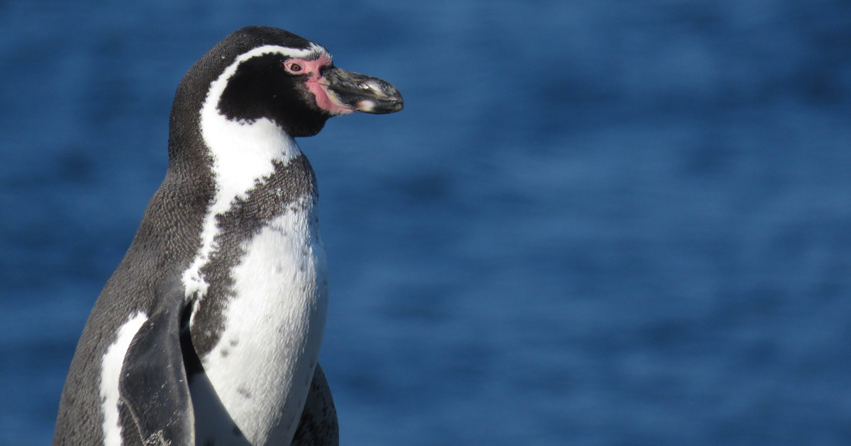Island Conservation Penguin vs. Rabbit: Native Island Wildlife Need ...