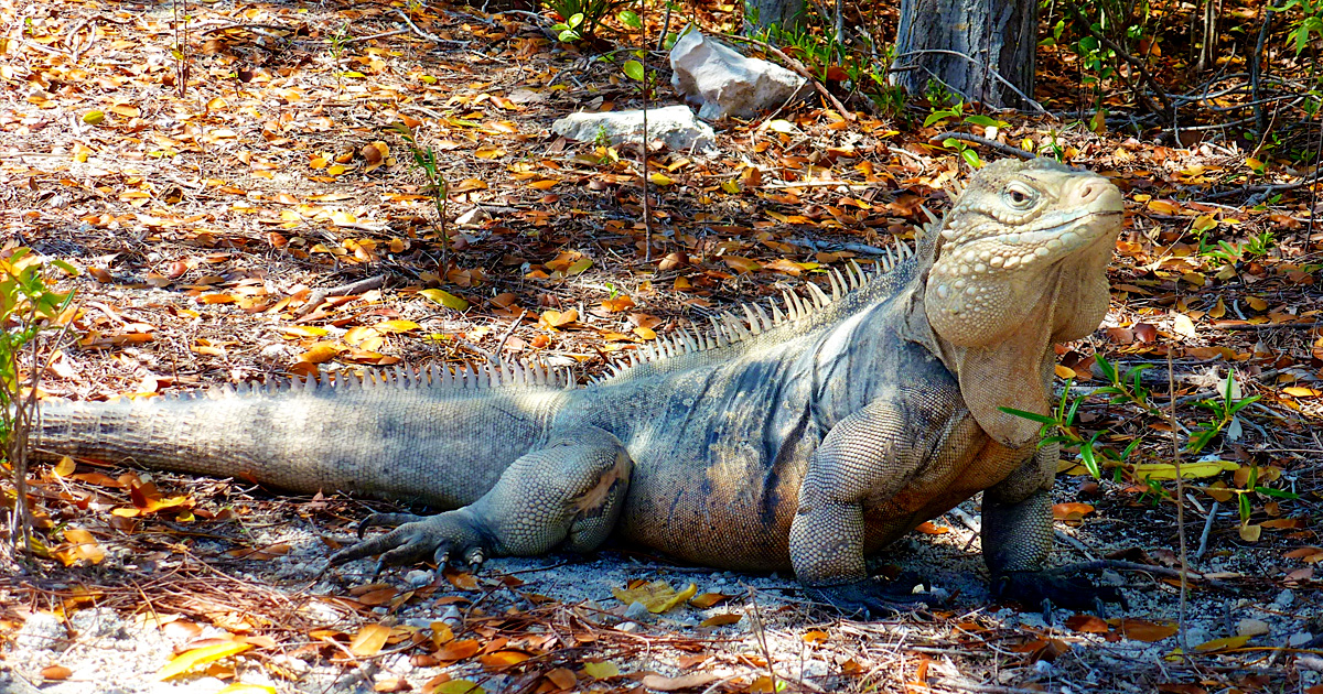 Island Conservation Hybrid Iguanas Signal Need for Stricter Biosecurity ...