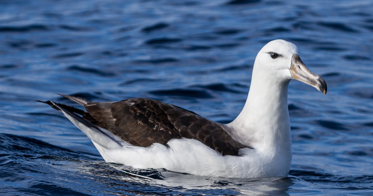 Island Conservation Insight through Seabird Flight for Black-browed ...