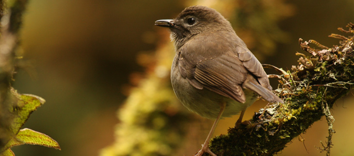 Island Conservation Managing Invasive Species to Protect Kauai's Native ...