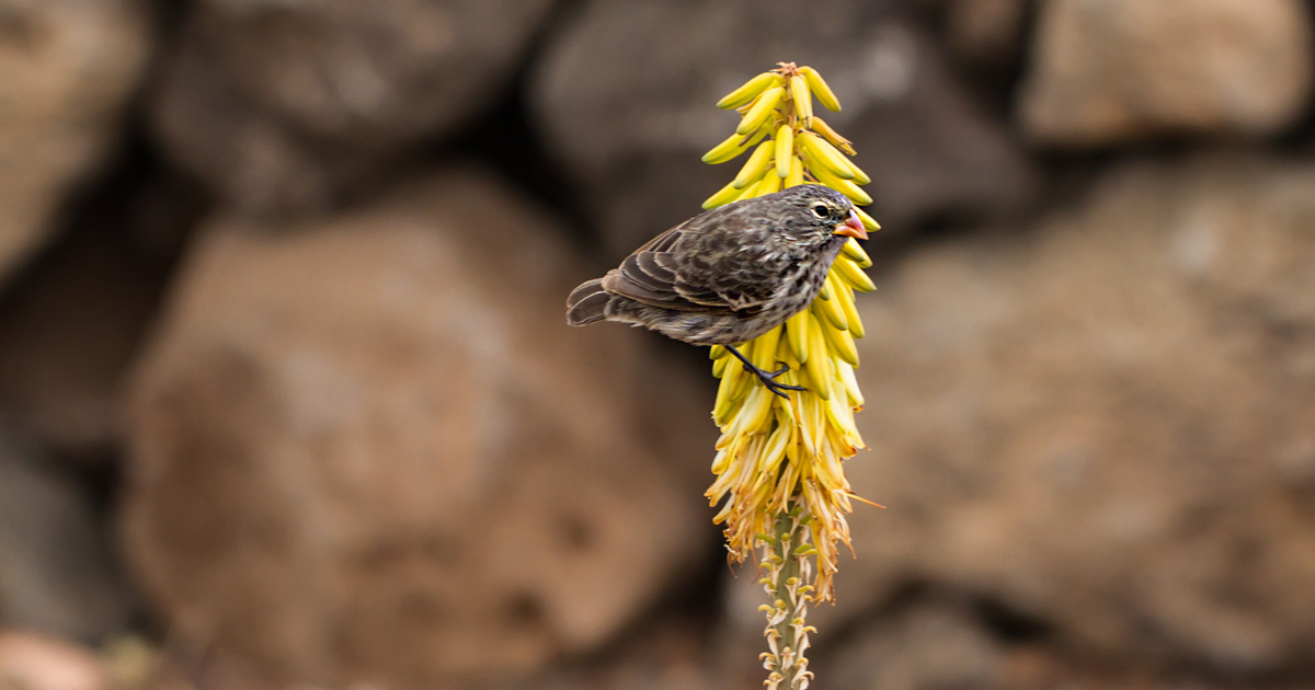 Island Conservation On the Origin of Galápagos Finches - Island ...