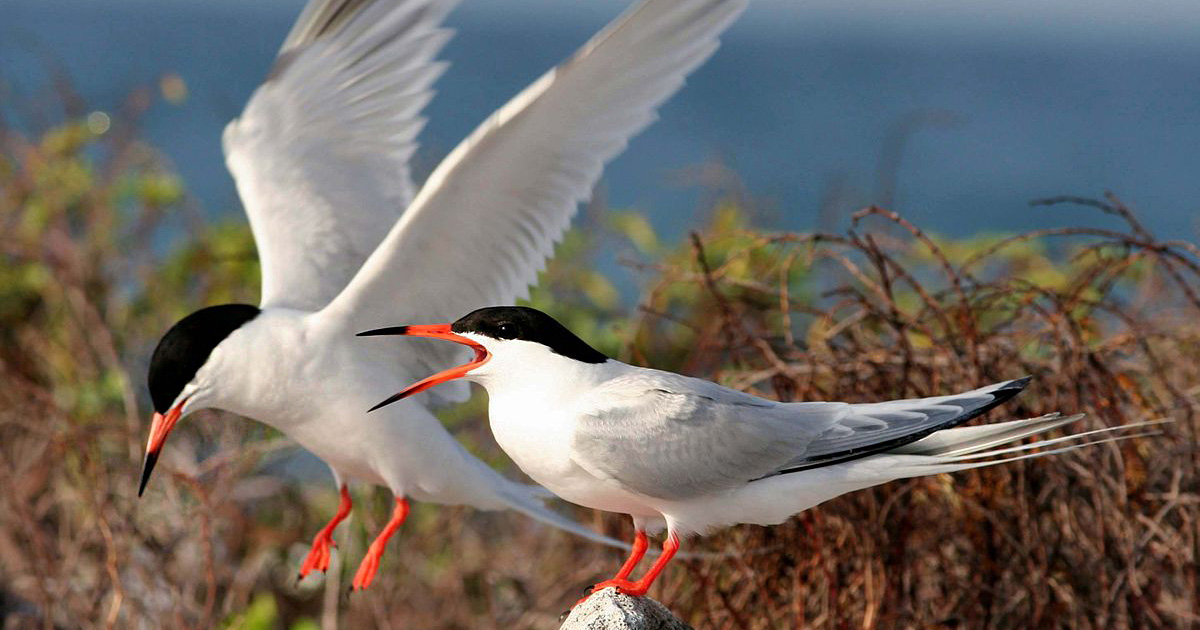 Island Conservation Conservationists Celebrate Record-breaking Roseate ...